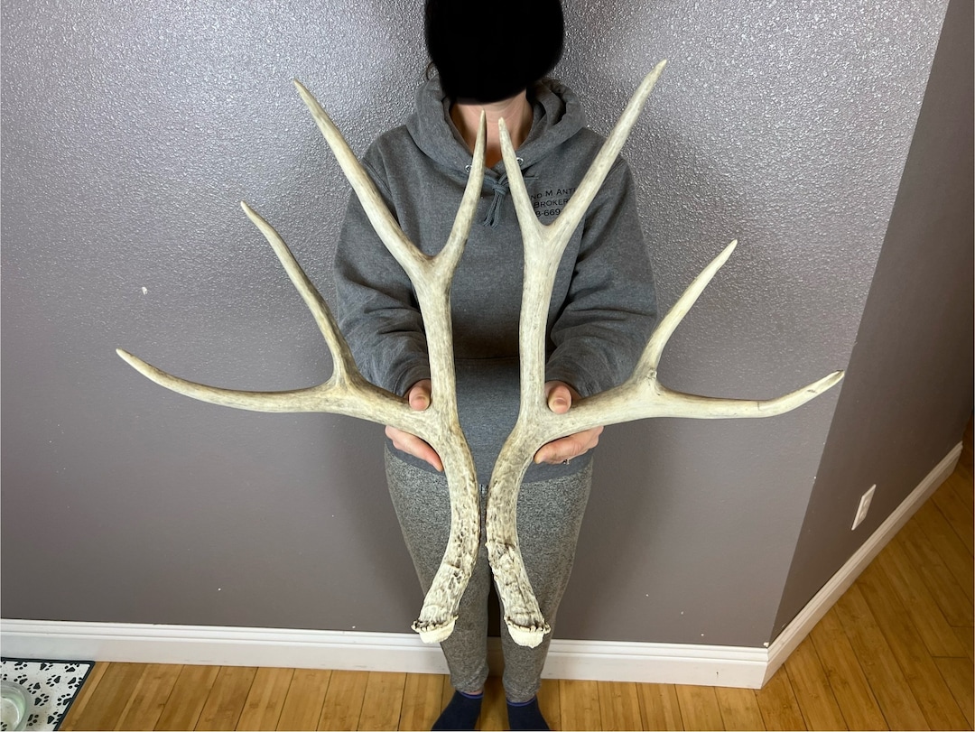 Matched Set Mule Deer Antlers Sheds 4x4 Wild Idaho Horns - Etsy