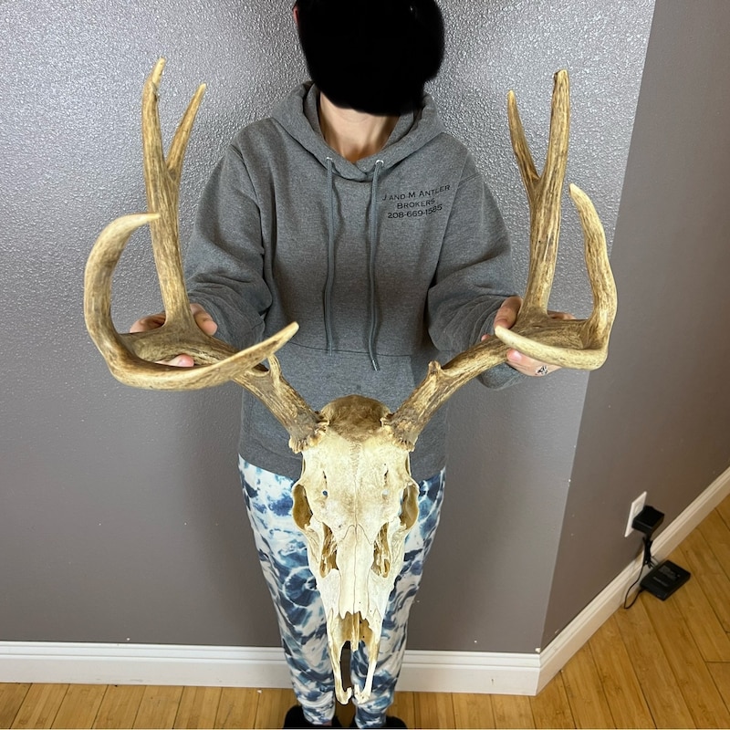 Real Mounted Deer Head - Etsy