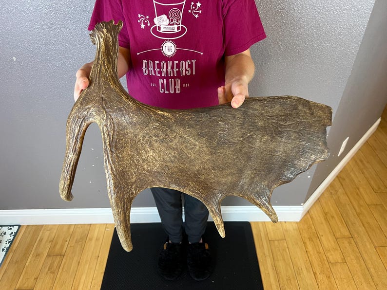 Moose Antler Shed Matched Horns Sheds Mount Carving Wild #1 Grade - Etsy