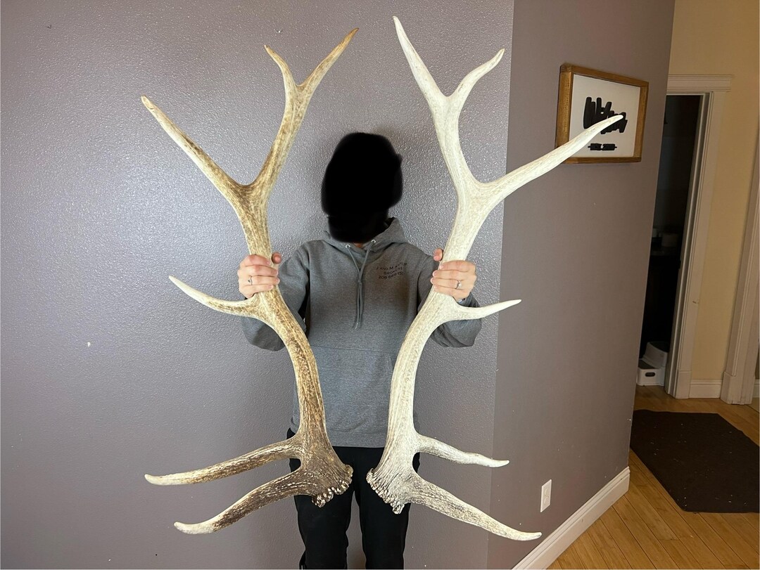 Matched Set 6x6 ELK Antler Sheds Wild Idaho Horn Deer Shed Moose Decor ...
