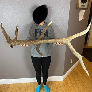 ELK SHED 7pt Drop Tine Antler Wild Idaho Horn Deer Moose - Etsy