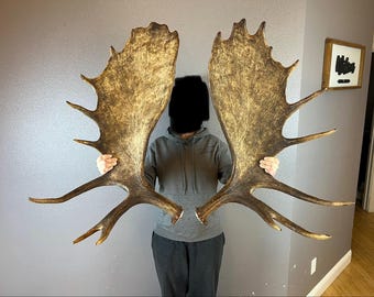 Moose Antler Shed Matched Horns Sheds Mount Carving Wild Idaho #1 Grade ...
