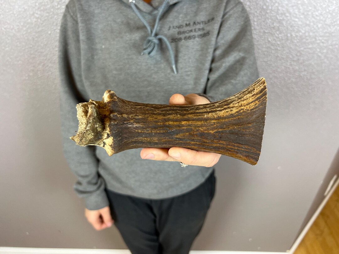 1 Huge Whole Moose Antler BILLET Shed FLINT KNAPPING Horn 7 Knife ...