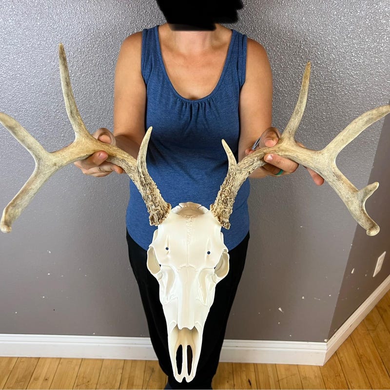 Fake Deer Skull - Etsy