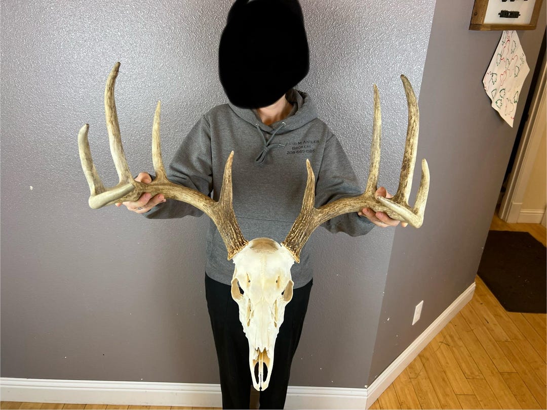 European REAL Skull Whitetail Deer Antlers Set Wild Horns Euro Mount ...