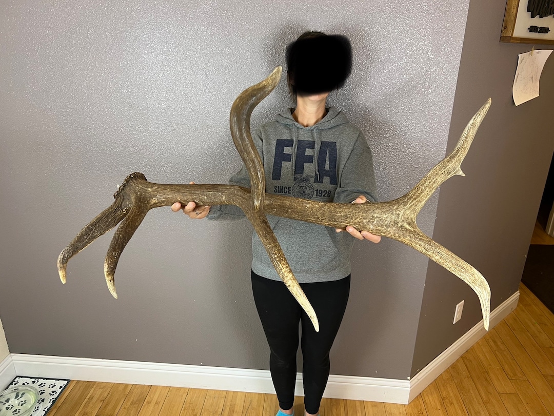 ELK SHED 7pt Drop Tine Antler Wild Idaho Horn Deer Moose - Etsy