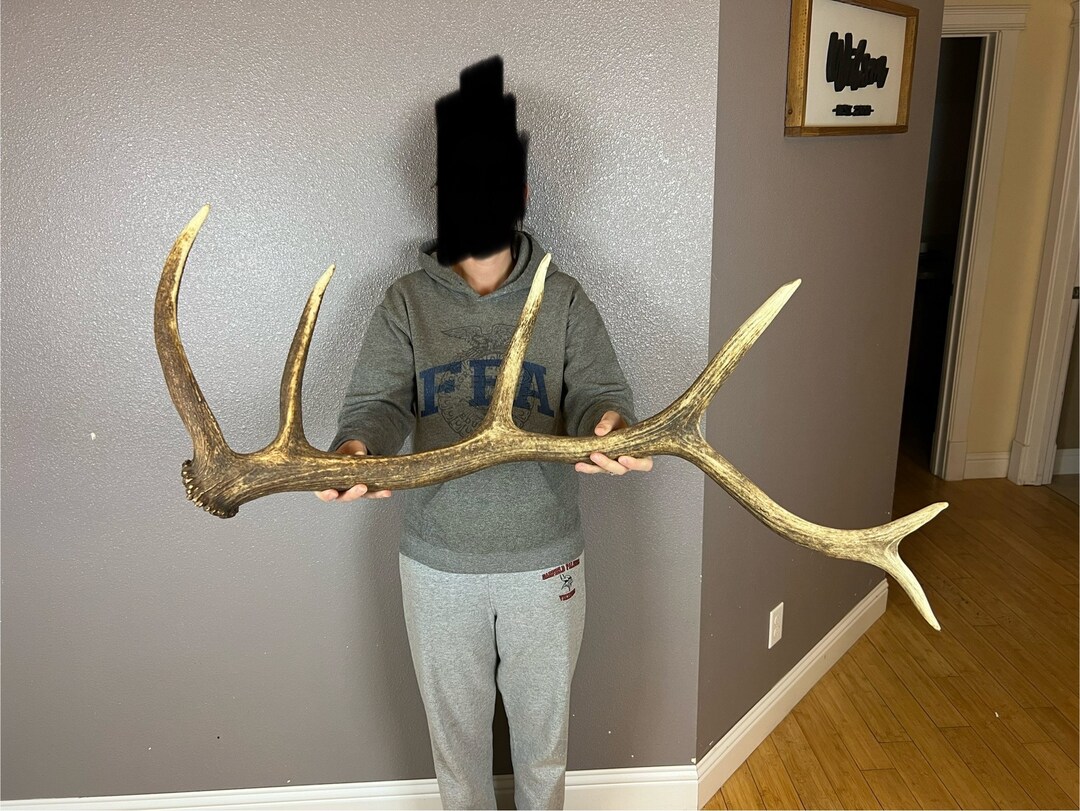 ELK SHED 6pt Self-standing Antler Wild Idaho Horn Deer Moose - Etsy