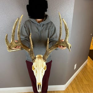 European REAL Skull Whitetail Deer Antlers Set Wild Horns Euro Mount ...