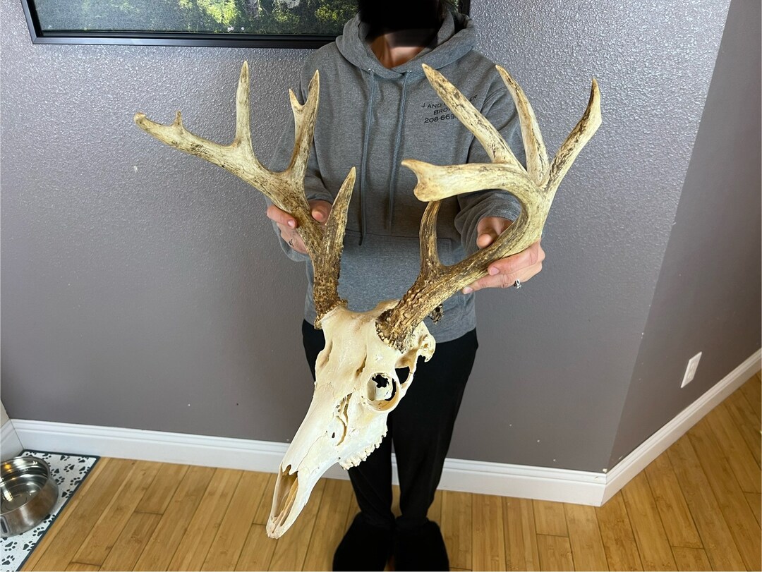 European REAL Skull Whitetail Deer Antlers Set Wild Horns Euro Mount ...