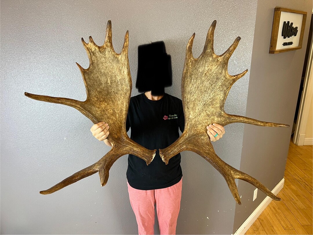 Moose Antler Shed SET Matched Horns Sheds Mount Carving Wild #1 Grade ...