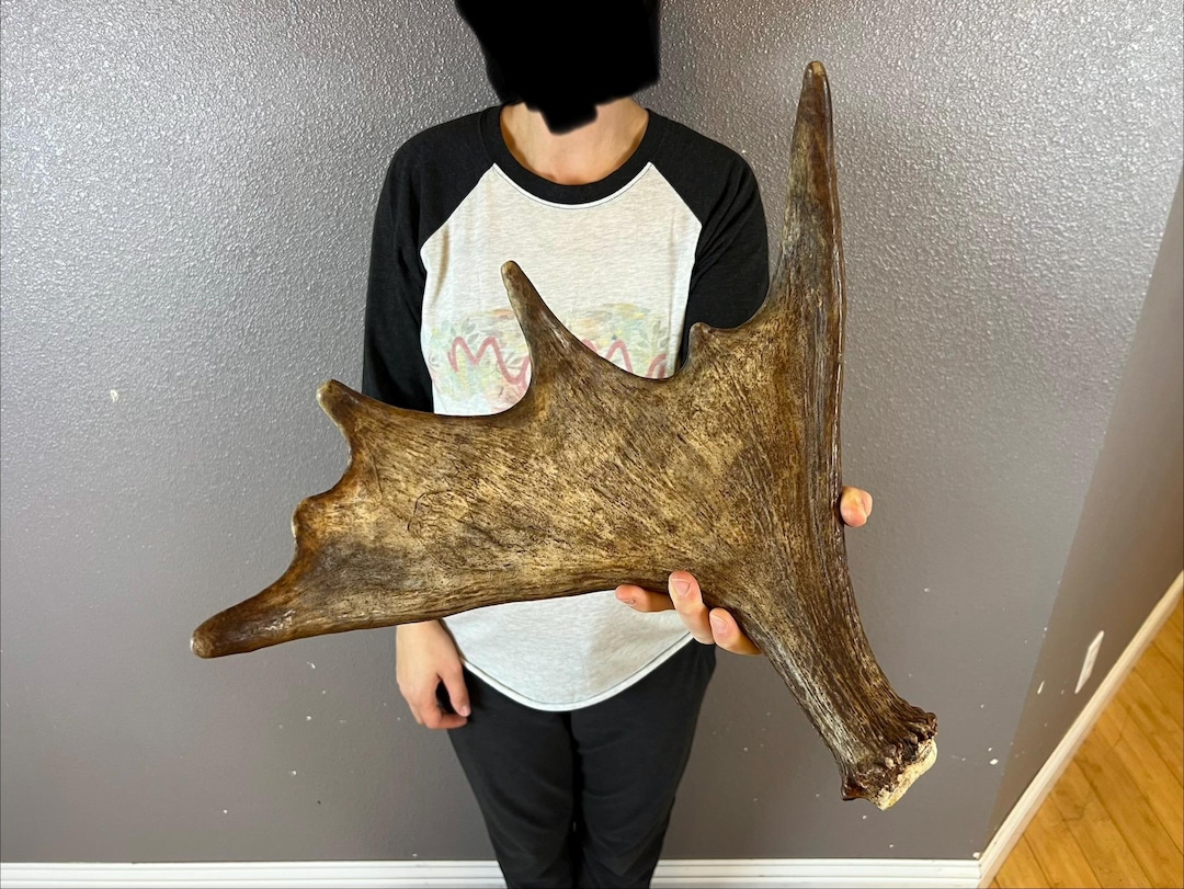 Self-standing Small Moose Antler Shed Matched Horns Sheds Mount Carving ...