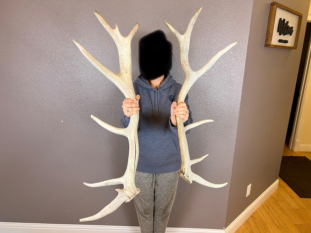 Two Chalk Elk Antlers 8pt and 6pt Sheds WILD IDAHO Horns - Etsy