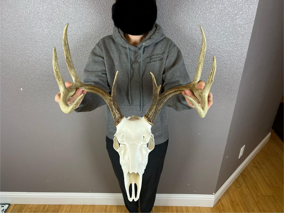 European Fake Skull Whitetail Deer Antlers Set Wild Idaho Horns Euro ...