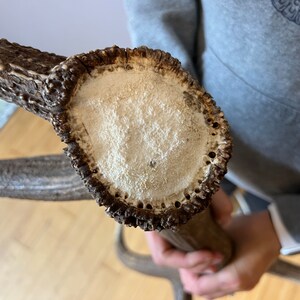 ELK SHED 7pt Drop Tine Antler Wild Idaho Horn Deer Moose - Etsy