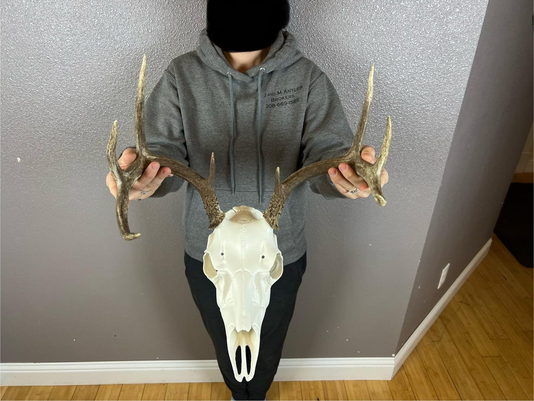 Small European Fake Skull Whitetail Deer Antlers Set Wild Idaho Horns ...