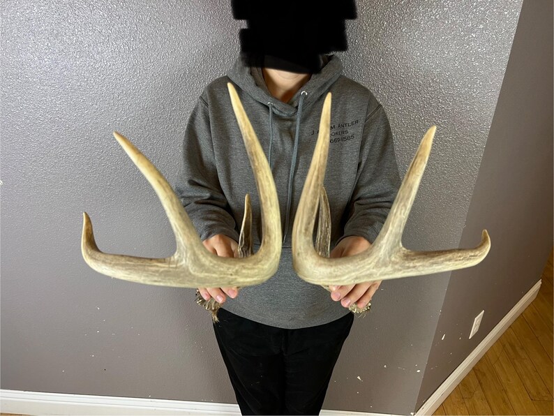 Matched Set Whitetail Deer Antlers Cut Offs 4x4 Wild Idaho Horns ...