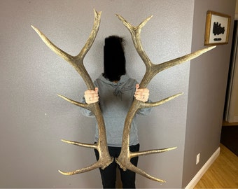 Matched Set 5x5 ELK ANTLER Sheds Wild Idaho Horn Deer Shed Moose Decor ...