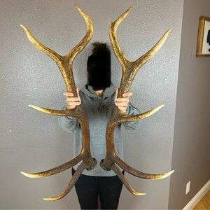 Matched Set 5x5 ELK ANTLER Sheds Wild Idaho Horn Deer Shed Moose Decor ...