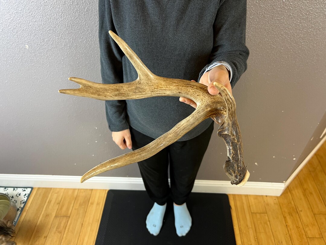 Freak Double Main Beam Whitetail Deer Antler Shed: 5pt Wild Horns ...