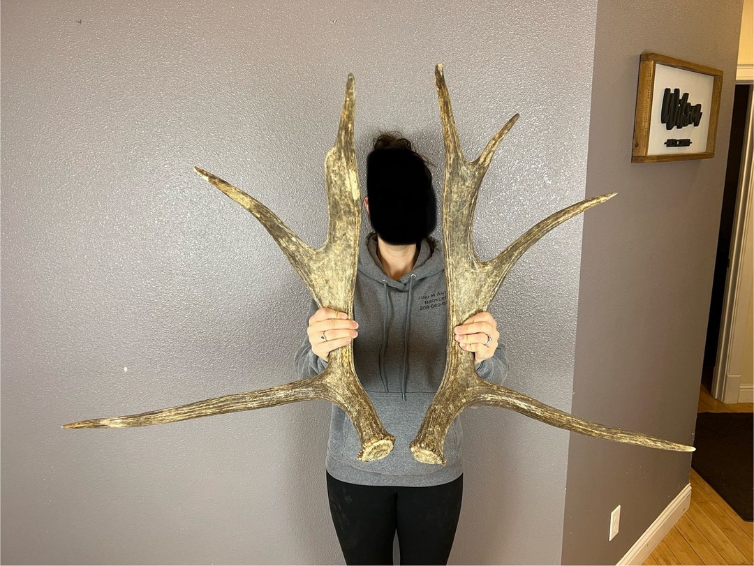 Moose Antler Shed SET Matched Horns Sheds Mount Carving Wild Idaho #1 ...
