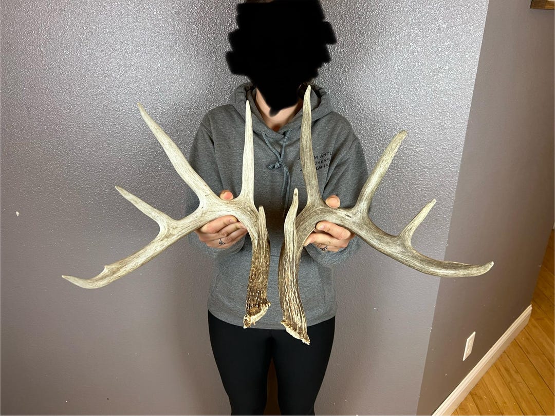 Two 5pt Whitetail Deer Antlers Sheds WILD IDAHO Rattlers Horns Rustic ...