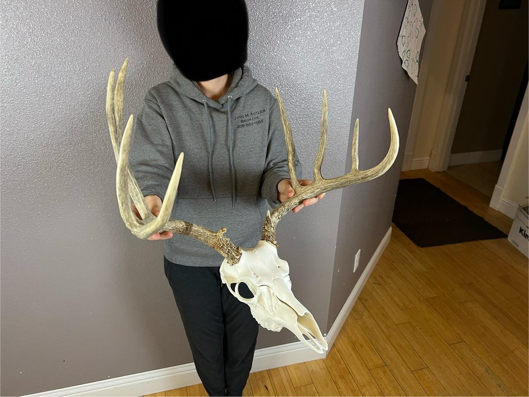 European Fake Skull Mule Deer Antlers Set Wild Idaho Horns Euro Mount ...