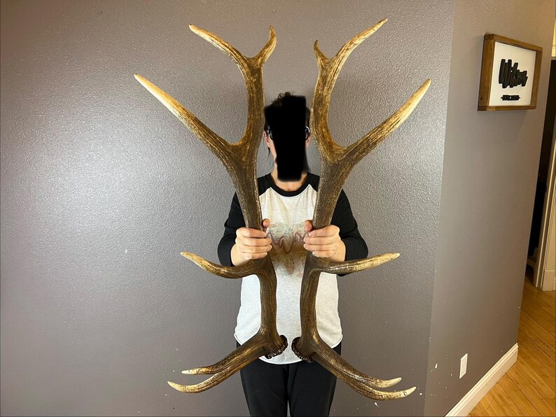 Matched Set 6x6 ELK Antler Sheds Wild Idaho Horn Deer Shed Moose Decor ...