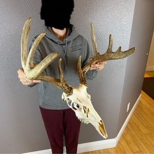 European REAL Skull Whitetail Deer Antlers Set Wild Horns Euro Mount ...