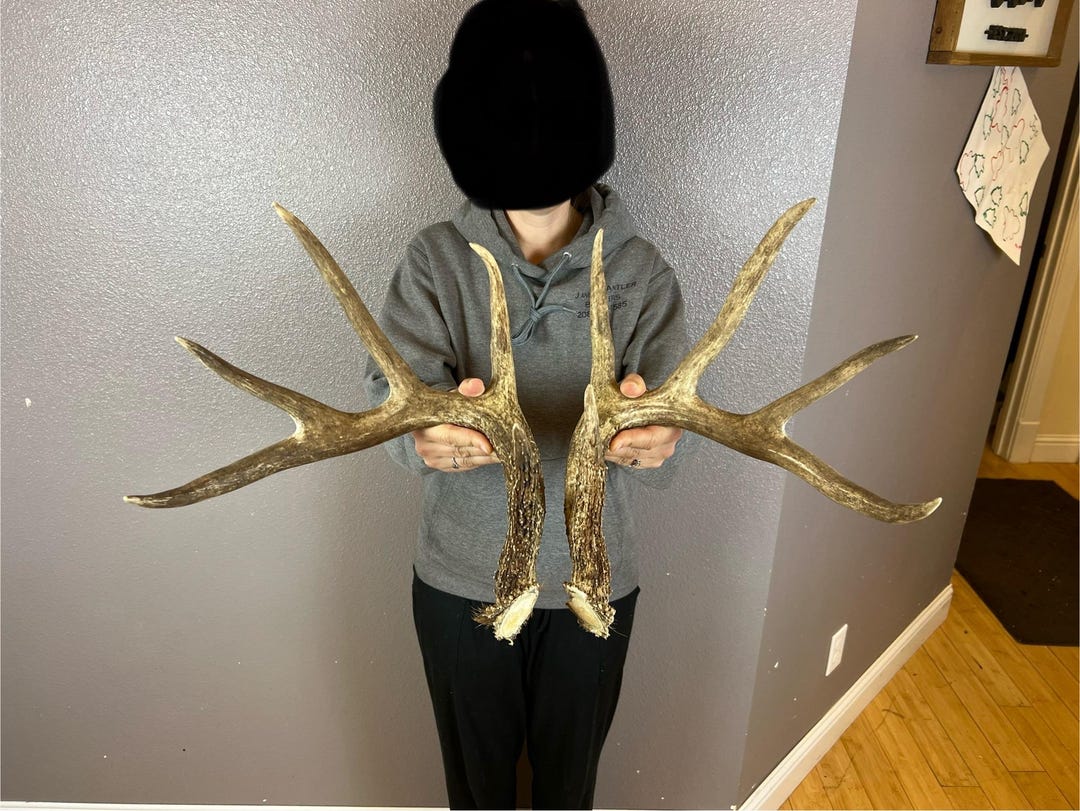 Matched Set Whitetail Deer Antlers Rattlers Cut Offs 5x5 Wild Idaho ...