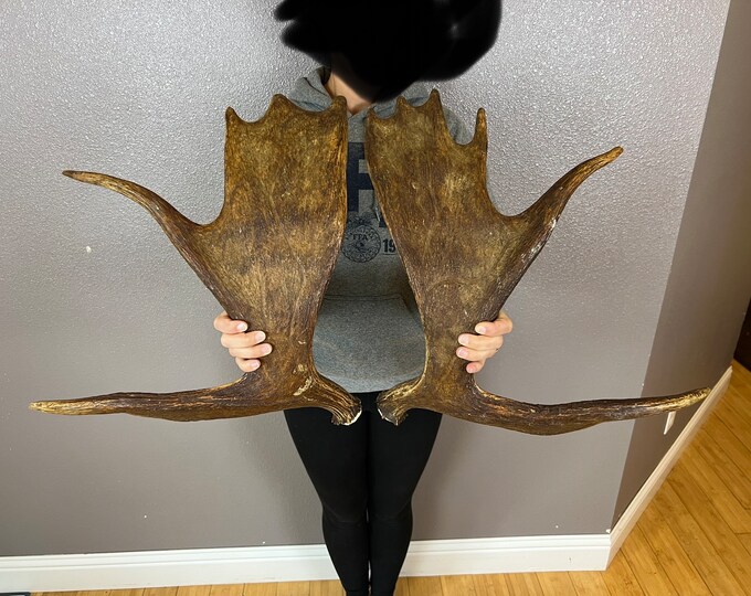 Moose Antler Shed SET Matched Horns Sheds Mount Carving Wild Idaho 1 ...