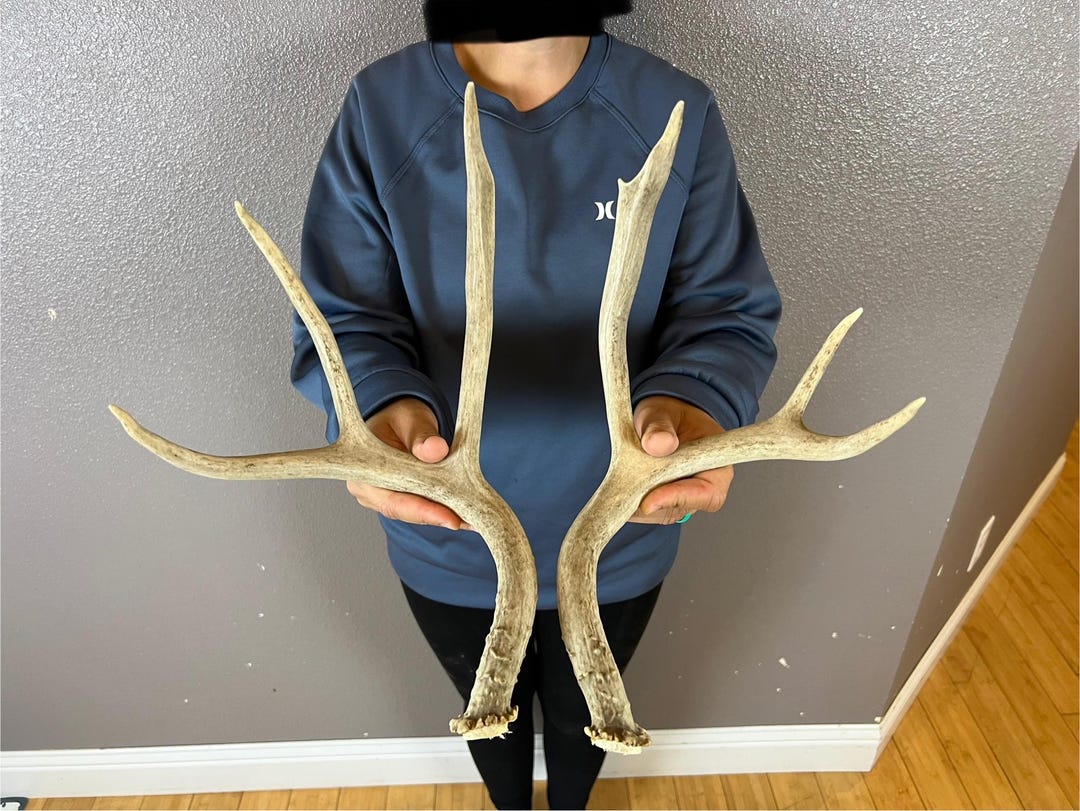 Matched Set Small Mule Deer Antlers Cut Offs 3x3 Wild Idaho Horns - Etsy