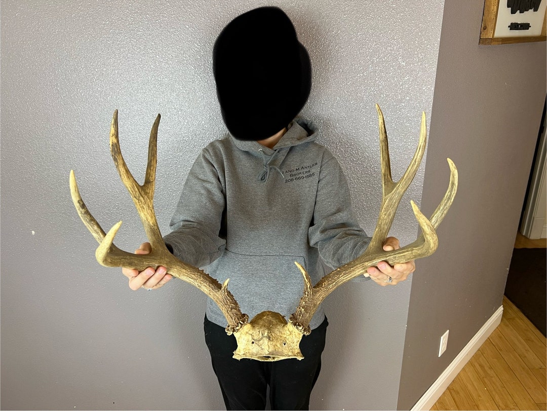 Real Mule Deer 5x5 Antlers Set Wild Idaho Horns on Skull Plate Decor ...