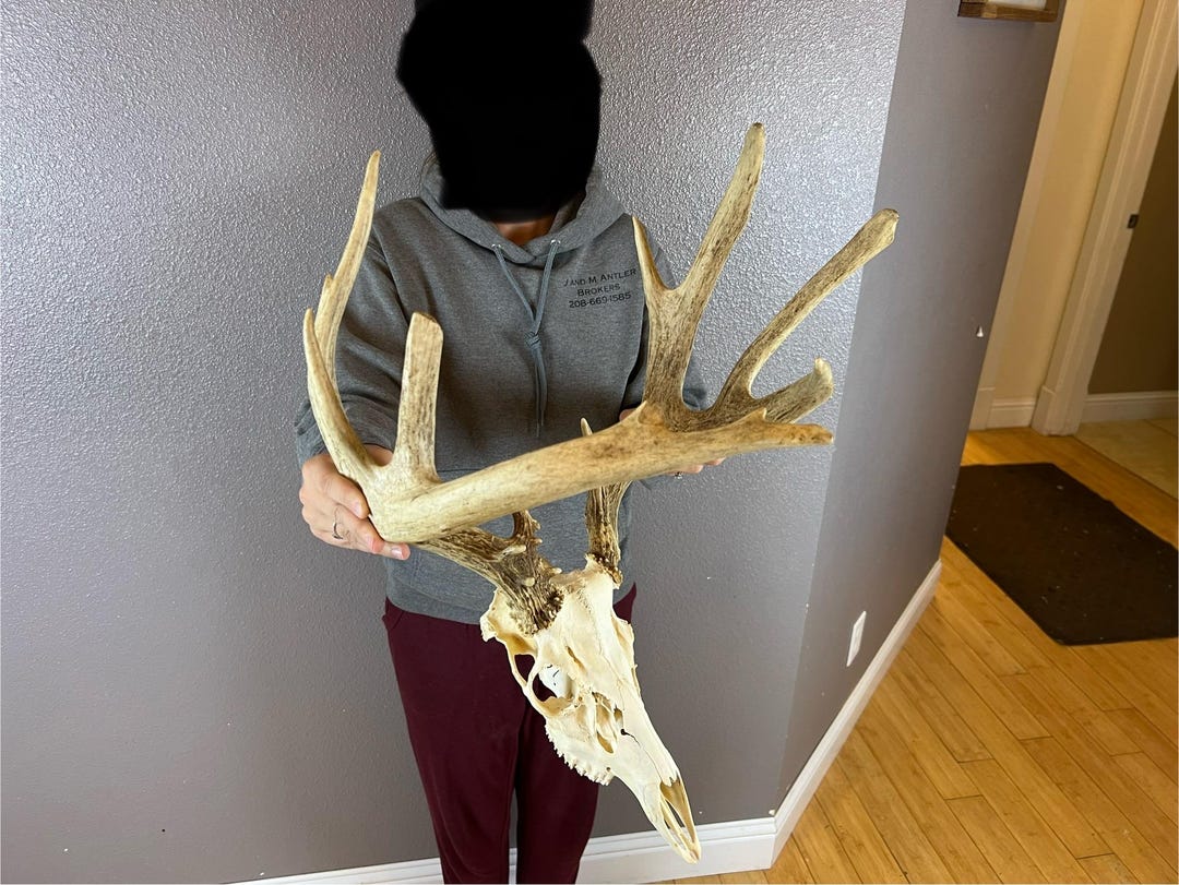 European REAL Skull Whitetail Deer Antlers Set Horns Euro Mount 5x6 - Etsy