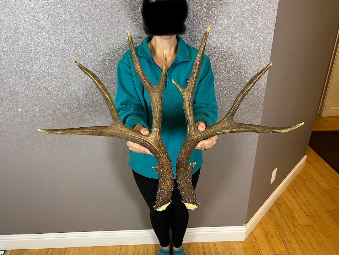 Matched Set Mule Deer Antlers Sheds BIG 5x5 Wild Idaho Horns - Etsy