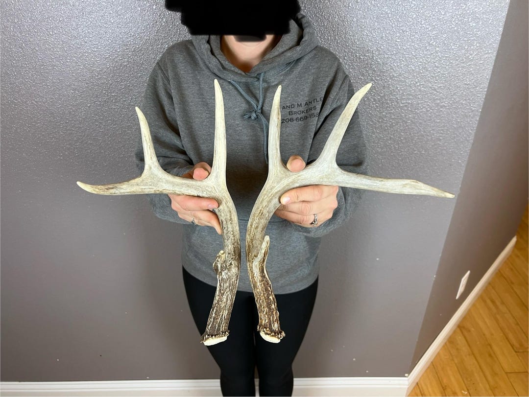 Two Small 4pt Whitetail Deer Antlers Sheds WILD IDAHO Horns Rustic ...