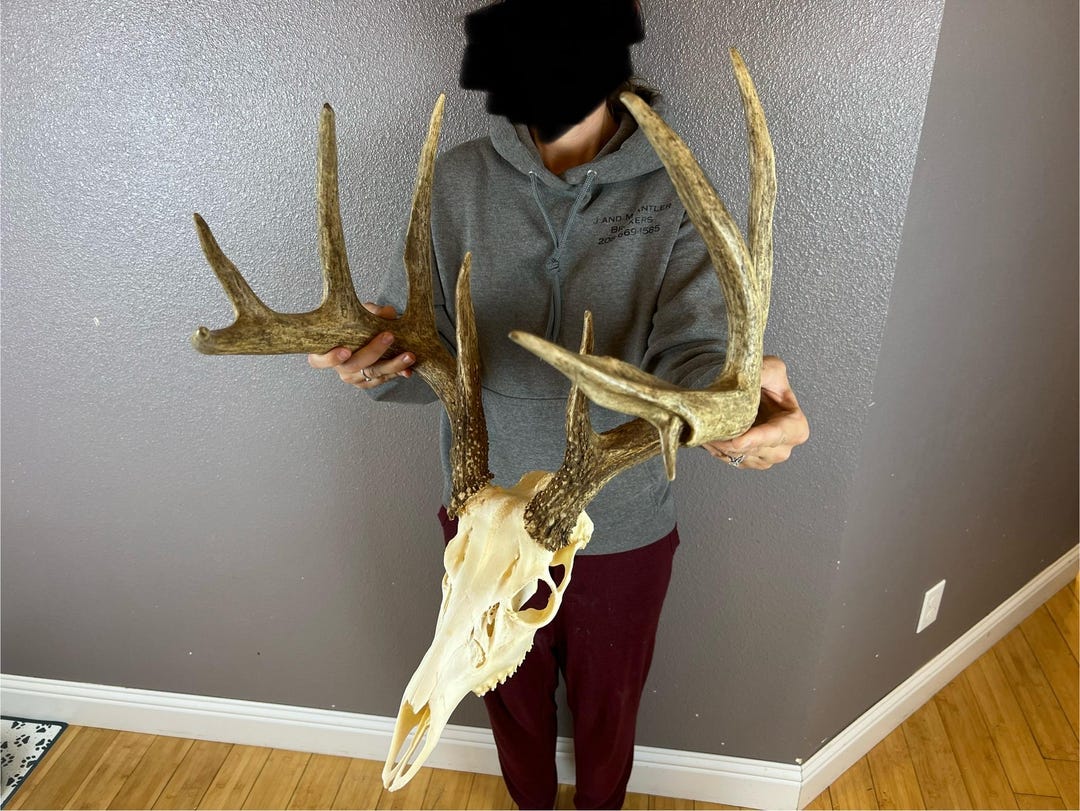 European REAL Skull Whitetail Deer Antlers Set Wild Horns Euro Mount ...