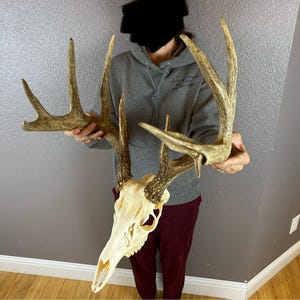 European REAL Skull Whitetail Deer Antlers Set Wild Horns Euro Mount ...