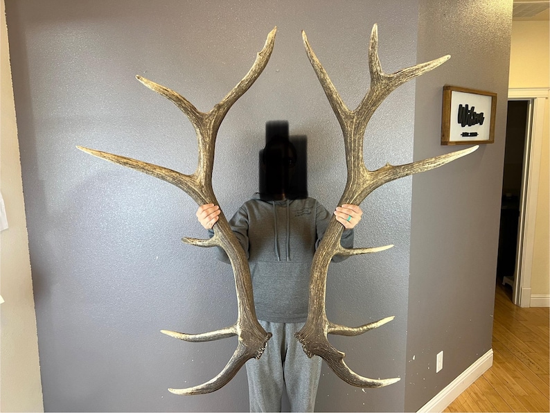 Self-standing Matched Set 6x7 ELK Antler Sheds Wild Idaho Horn Deer ...
