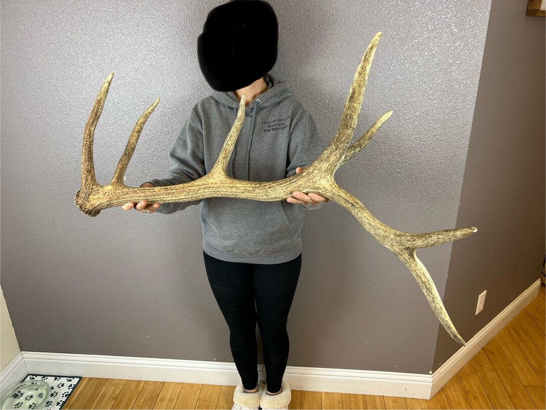 ELK SHED 6pt Self-standing Antler Wild Idaho Horn Deer Moose - Etsy