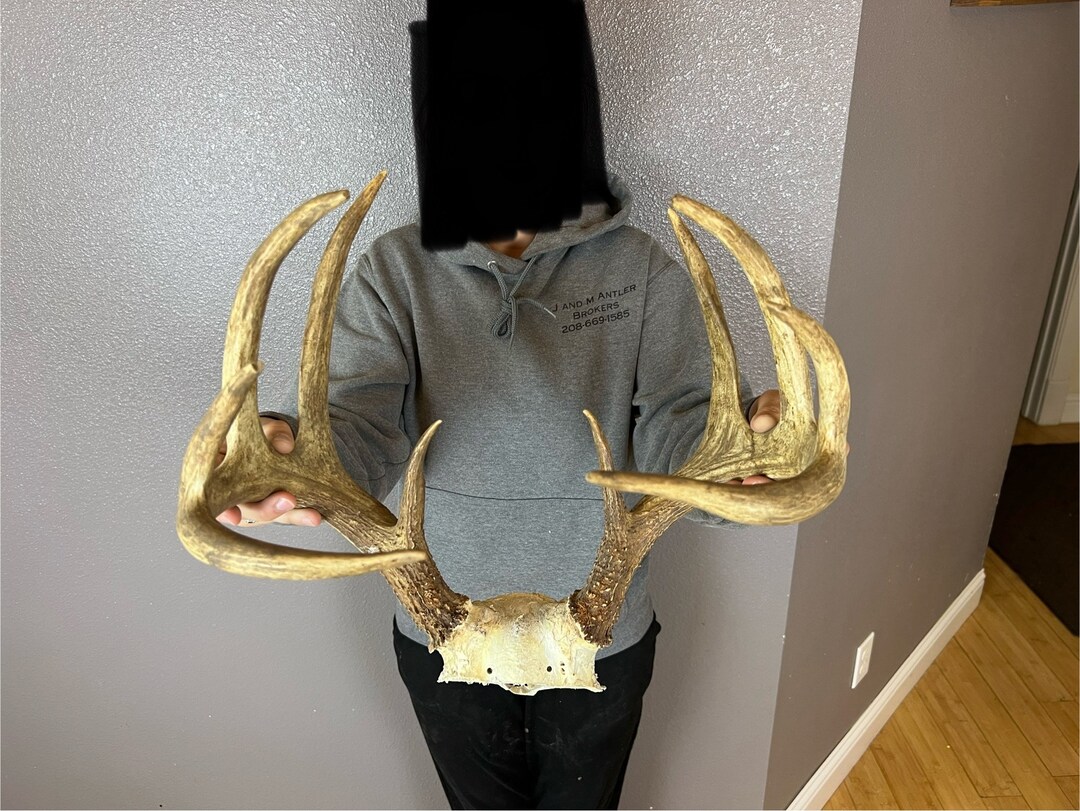 Real Whitetail Deer 5x5 Antlers Set Wild Idaho Horns on Skull Plate ...