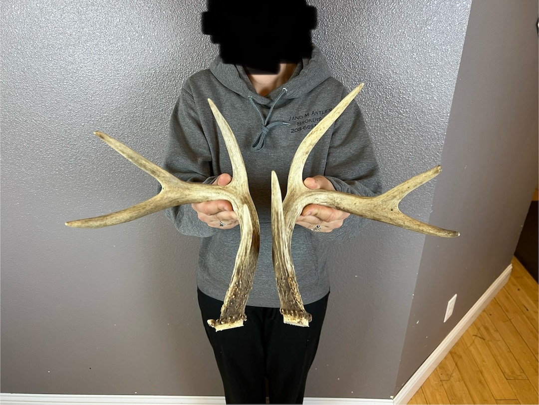 Matched Set Small Whitetail Deer Antlers Cut Offs 4x4 Wild Idaho Horns ...
