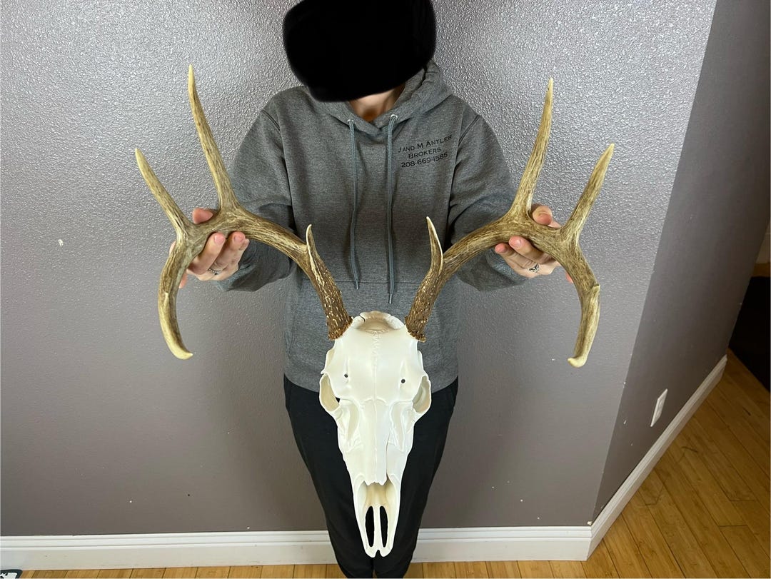 European Fake Skull Whitetail Deer Antlers Set Wild Idaho Horns Euro ...