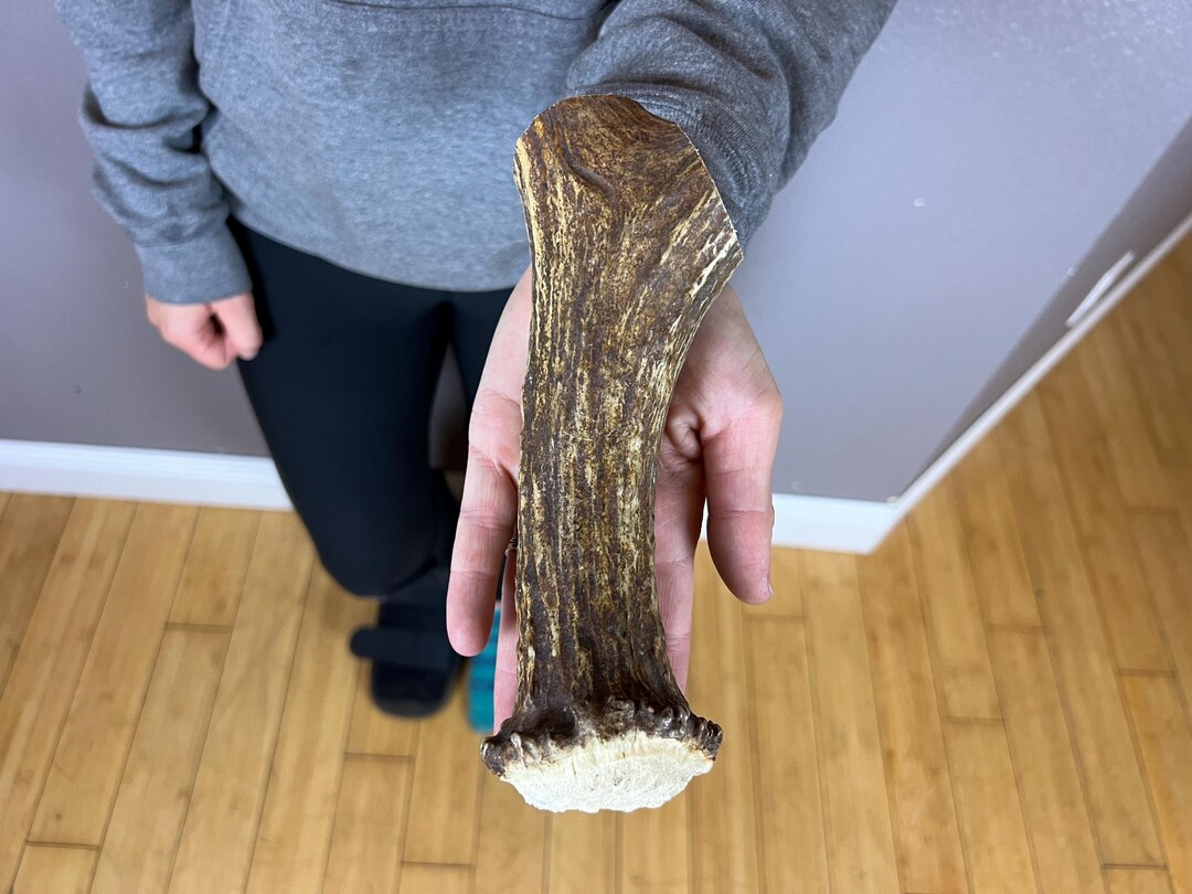 1 Huge Whole Moose Antler BILLET Shed FLINT KNAPPING Horn 8.5” Knife ...