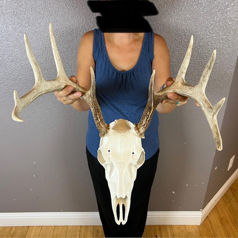 Fake Deer Skull - Etsy
