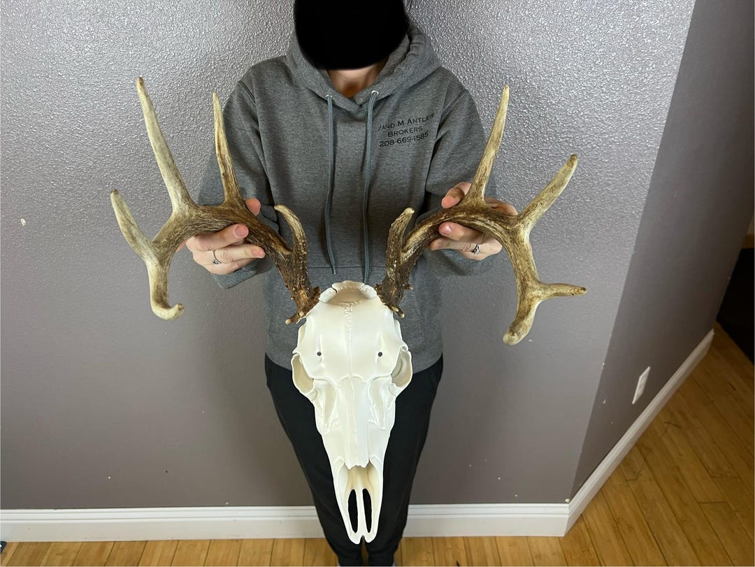 European Fake Skull Whitetail Deer Antlers Set Wild Idaho Horns Euro ...