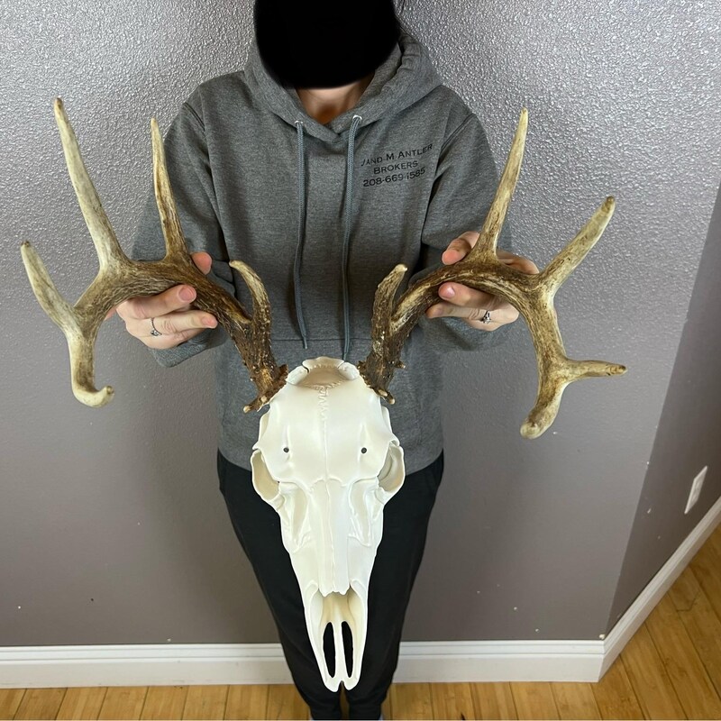 Fake Deer Skull - Etsy