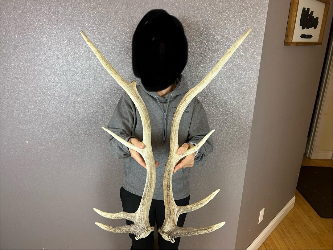Matched Set 4x4 ELK Antler Sheds Wild Idaho Horn Deer Shed Moose Decor ...