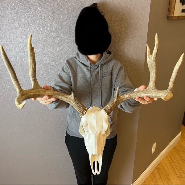 Fake European Deer Skull Mount - Etsy