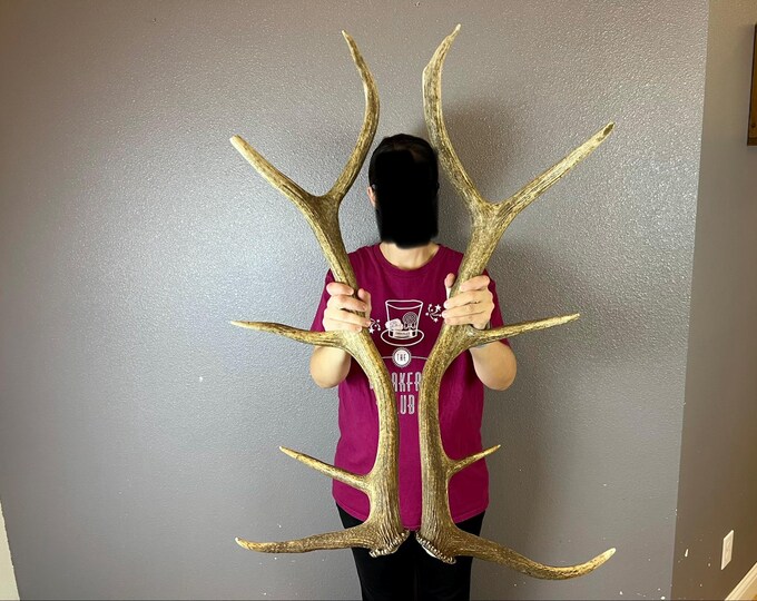 Matched Set 5x5 ELK Antler Sheds Wild Idaho Horn Deer Shed Moose Decor ...