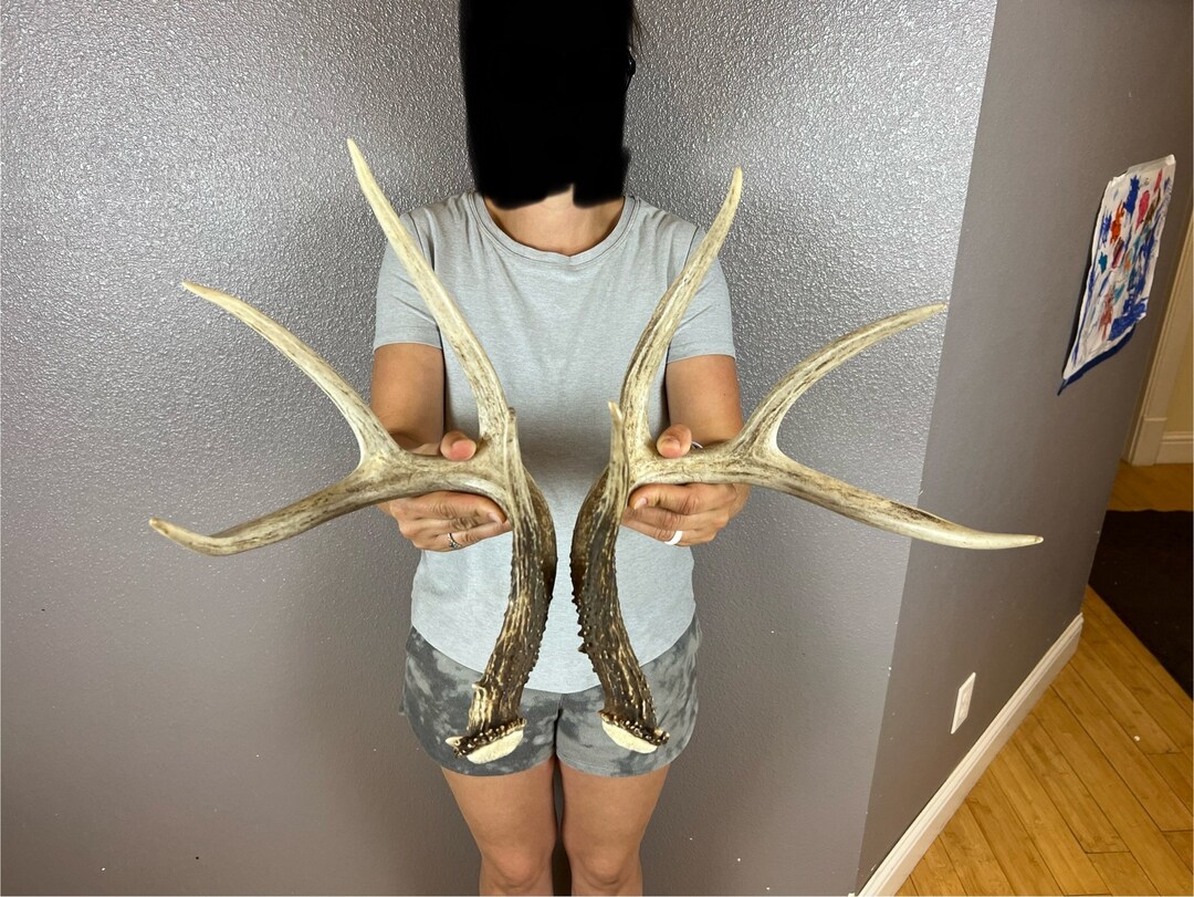 Matched Set Whitetail Deer Antlers Sheds 4x4 Wild Idaho Horns RATTLERS ...